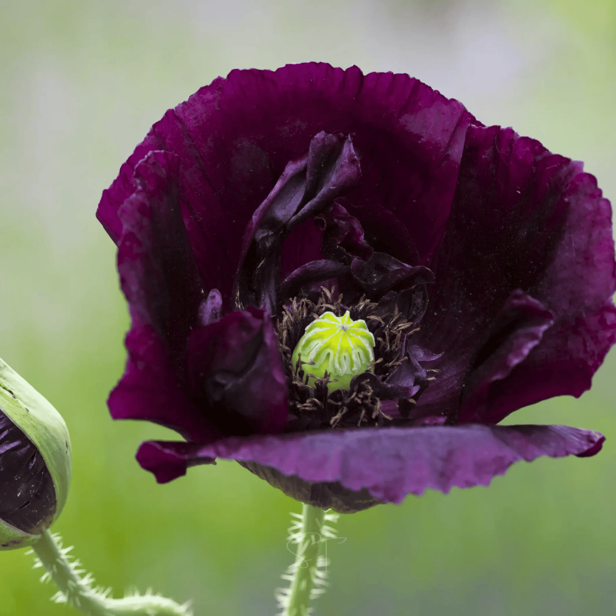 After Midnight Poppy – 100 Seeds – Jug Sow