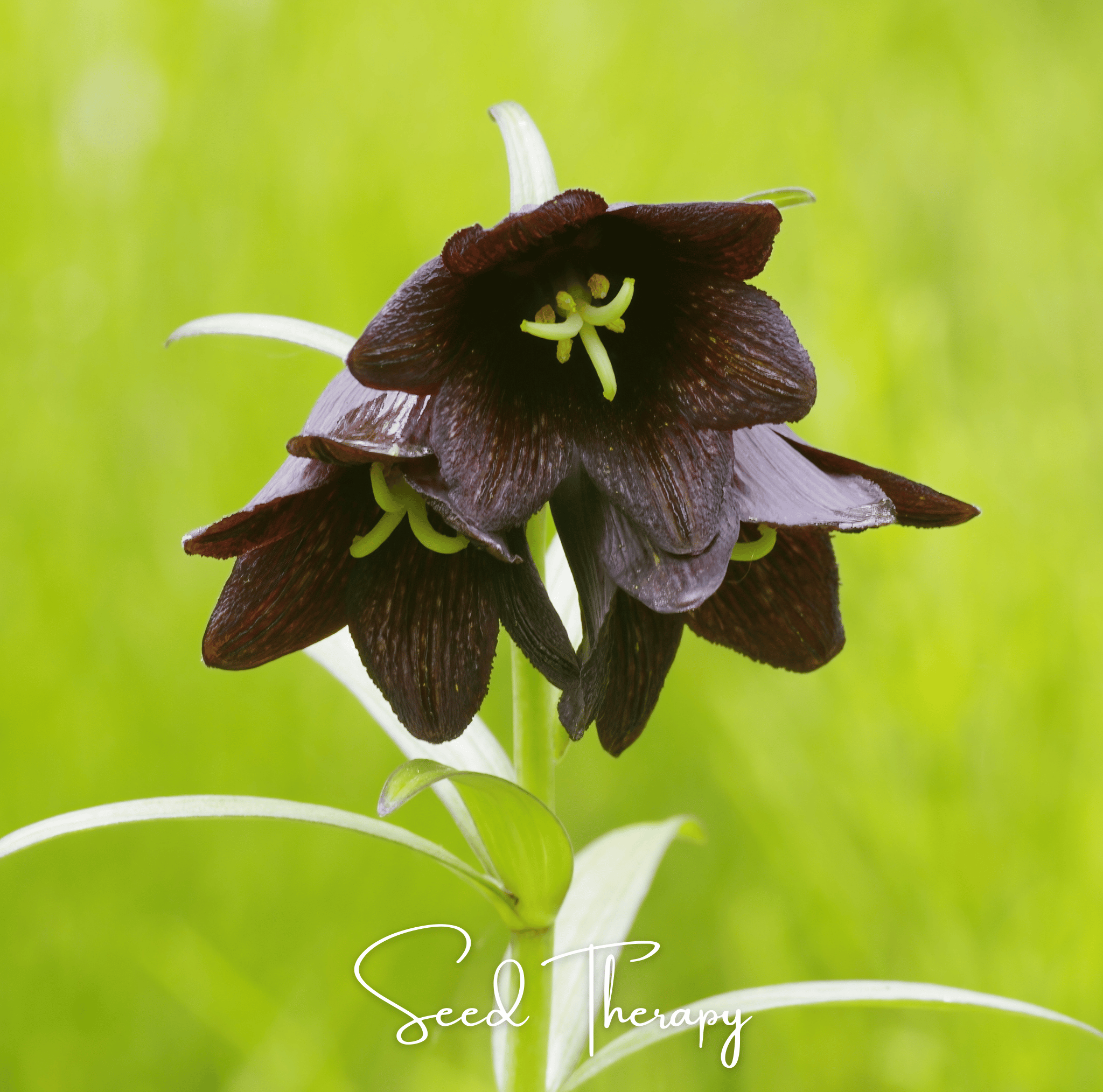 Chocolate Lily – 10 Seeds – Jug Sow